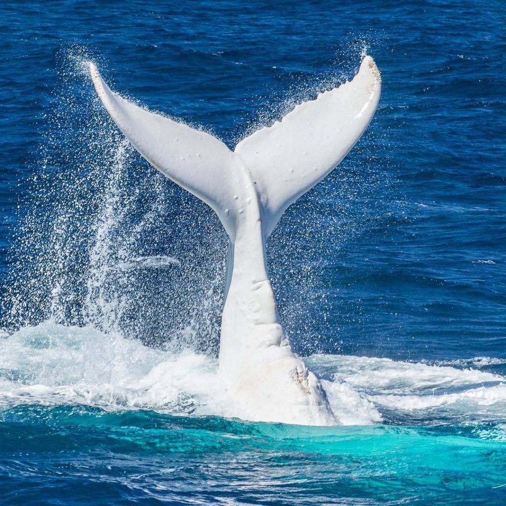 Breathtaking Encounter: White Humpback Whale Captured on Film Near ... Breathtaking Encounter: White Humpback Whale Captured on Film Near ...