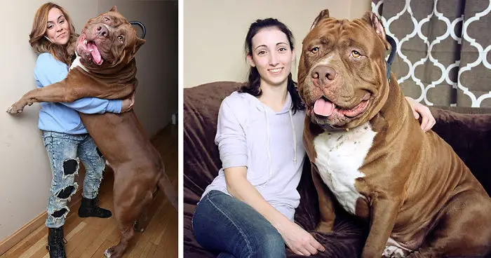 world-biggest-pitbull-the-hulk-dark-dynasty-k9-fb__700 ... world-biggest-pitbull-the-hulk-dark-dynasty-k9-fb__700 ...