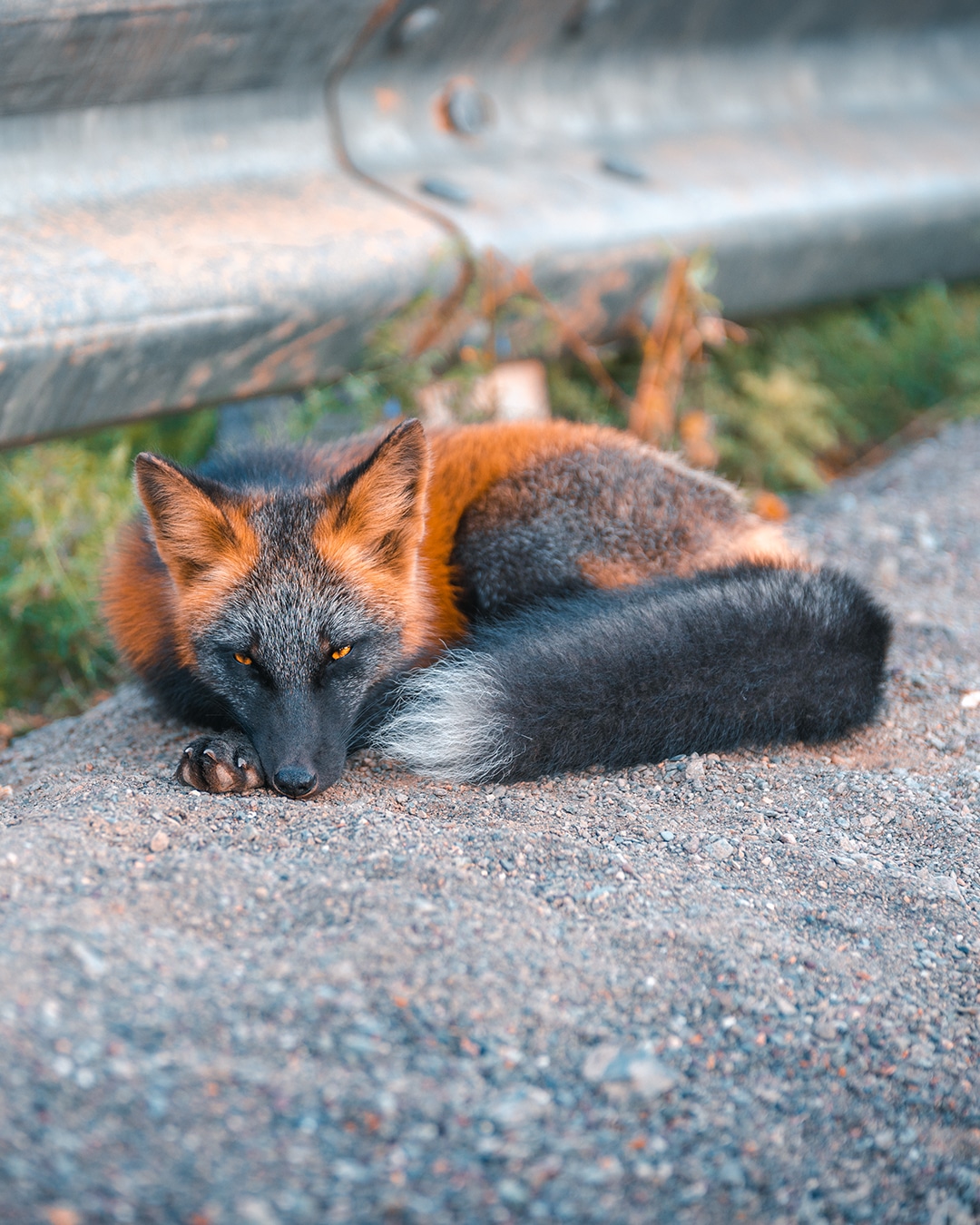 Rare melanistic fox spotted in the wild Rare melanistic fox spotted in the wild